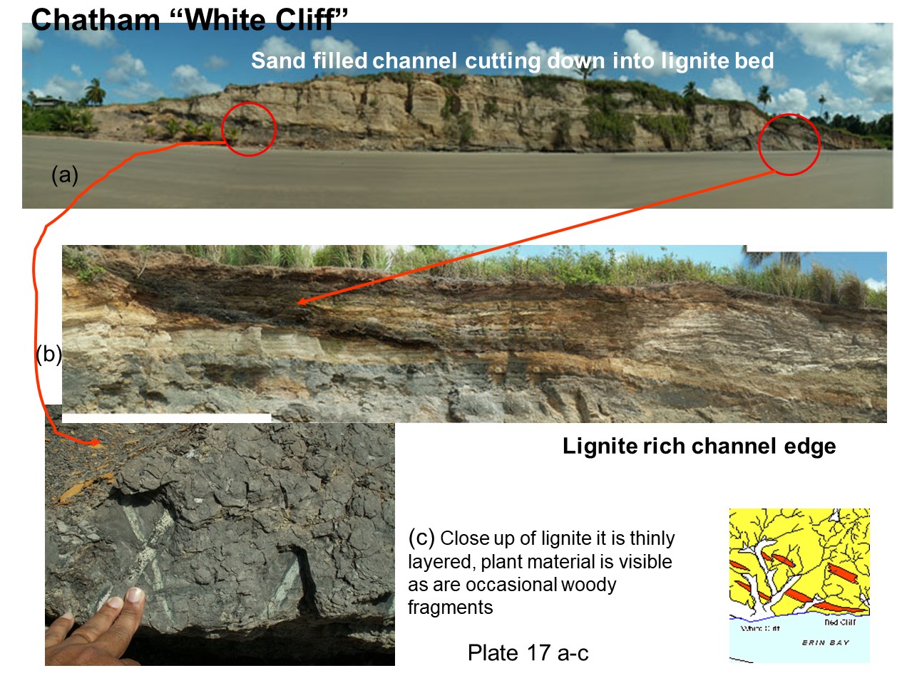 Lignites and Origin of Porcellanites | Curtis Archie