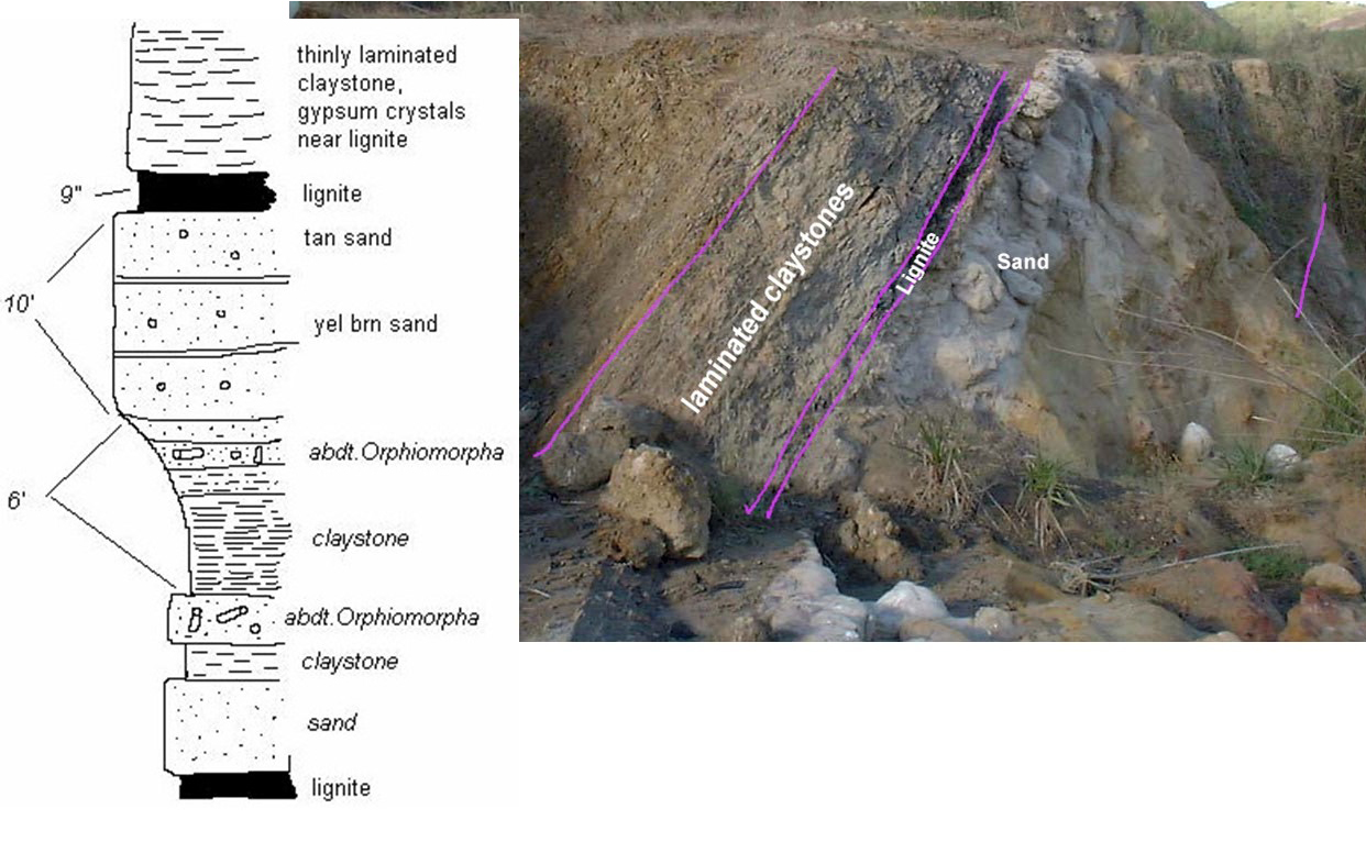 Lignites and Origin of Porcellanites | Curtis Archie
