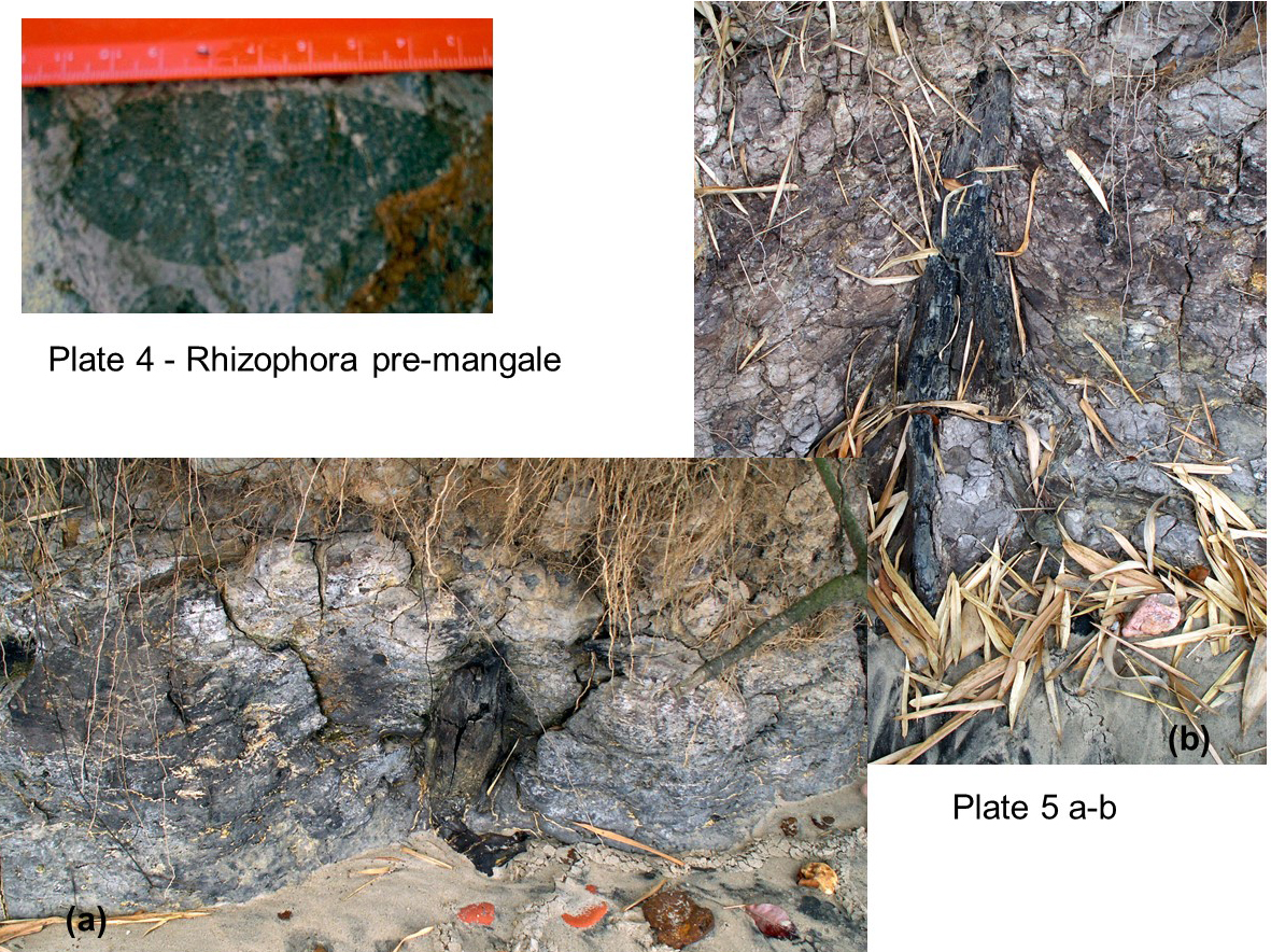 Lignites and Origin of Porcellanites | Curtis Archie