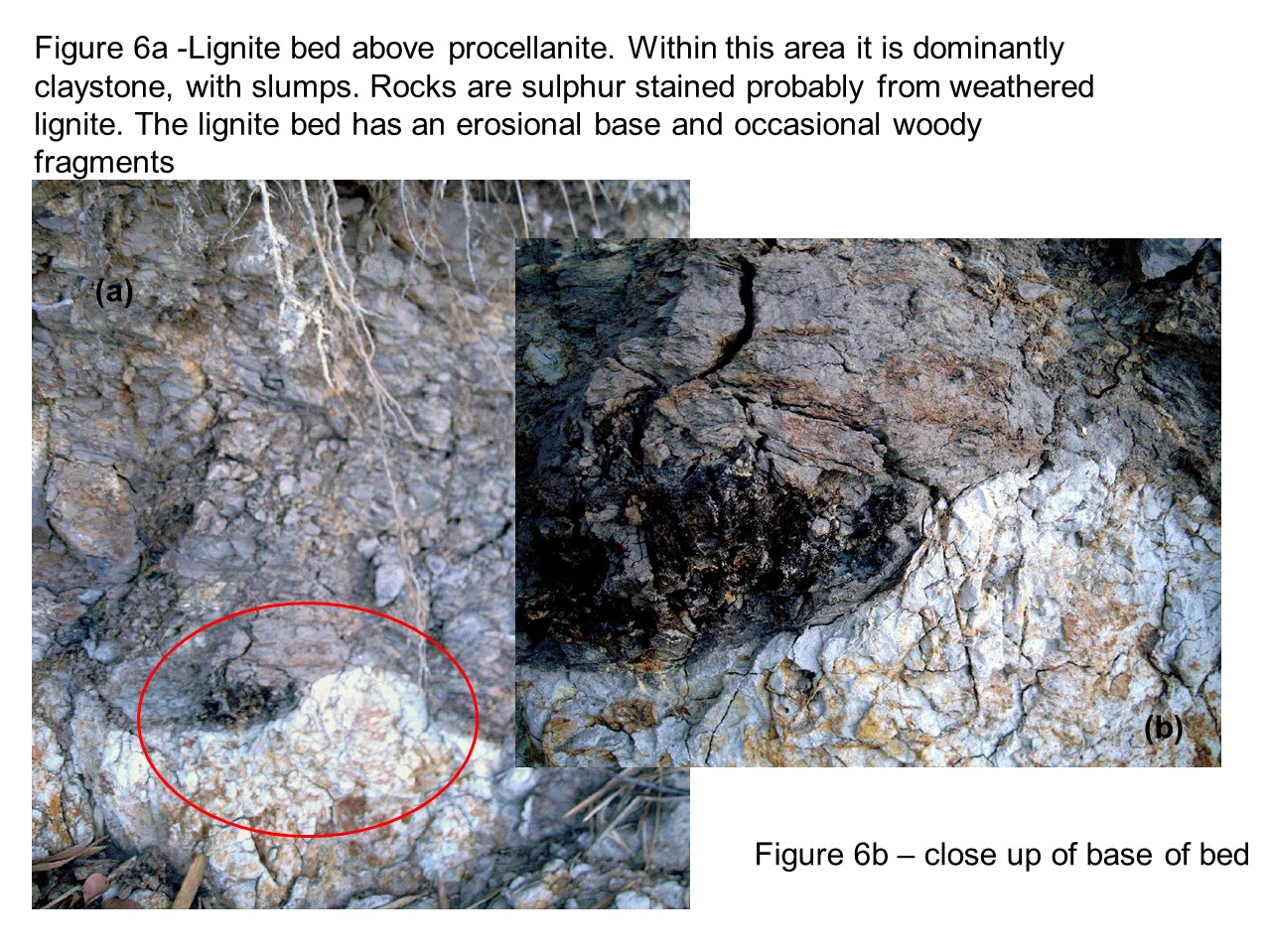 Lignites and Origin of Porcellanites | Curtis Archie