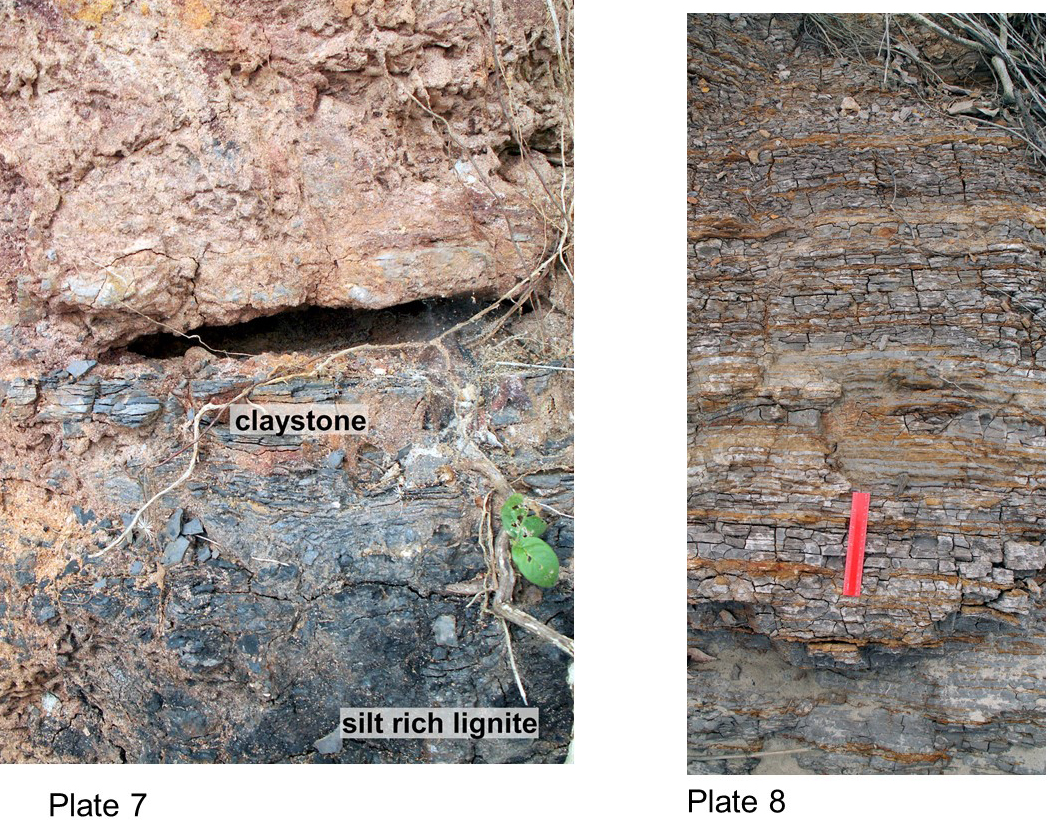 Lignites and Origin of Porcellanites | Curtis Archie