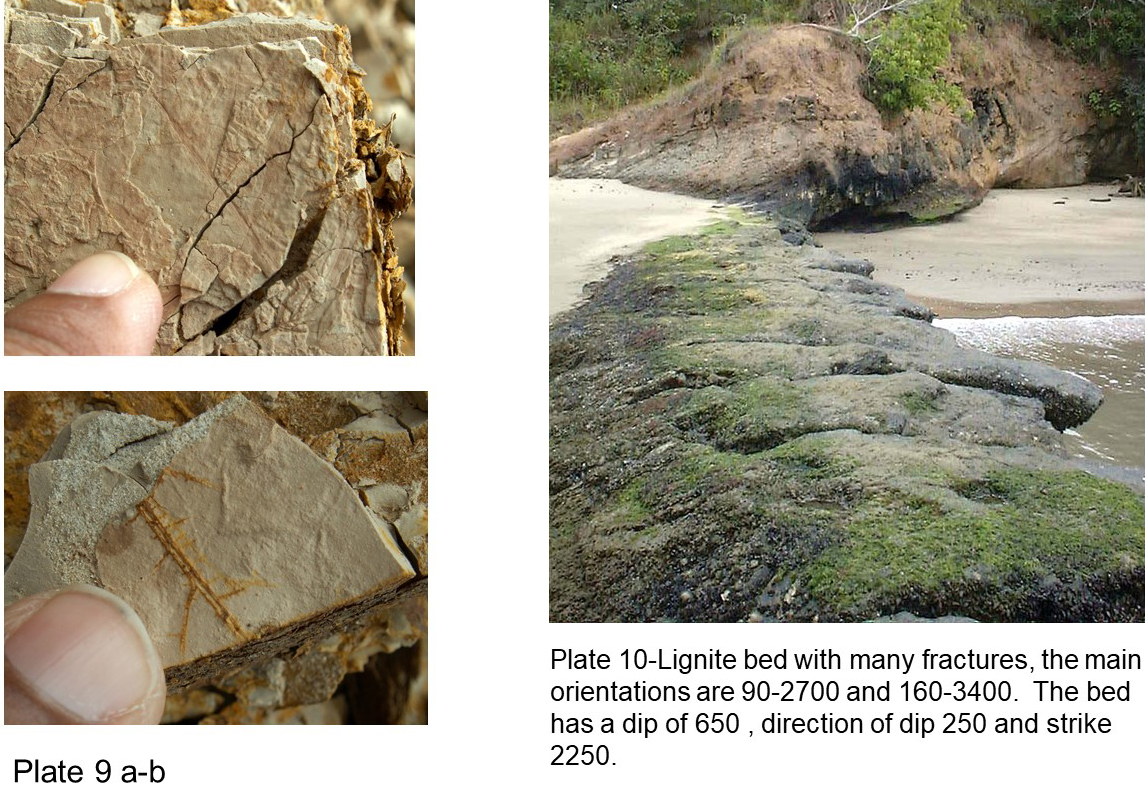 Lignites and Origin of Porcellanites | Curtis Archie